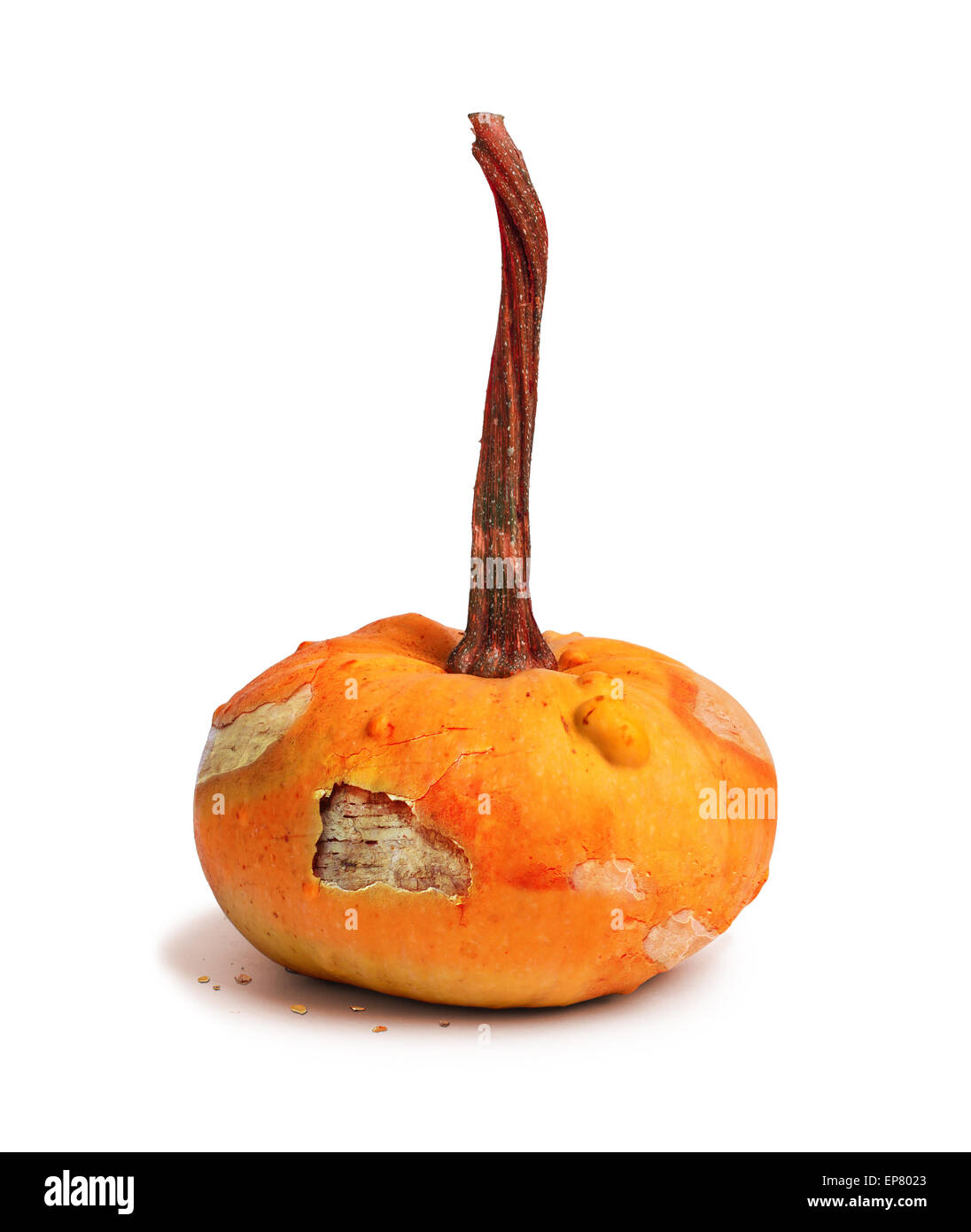Collapsing house pumpkin wall with fragments isolated on a white ... Collapsing house pumpkin wall with fragments isolated on a white ...