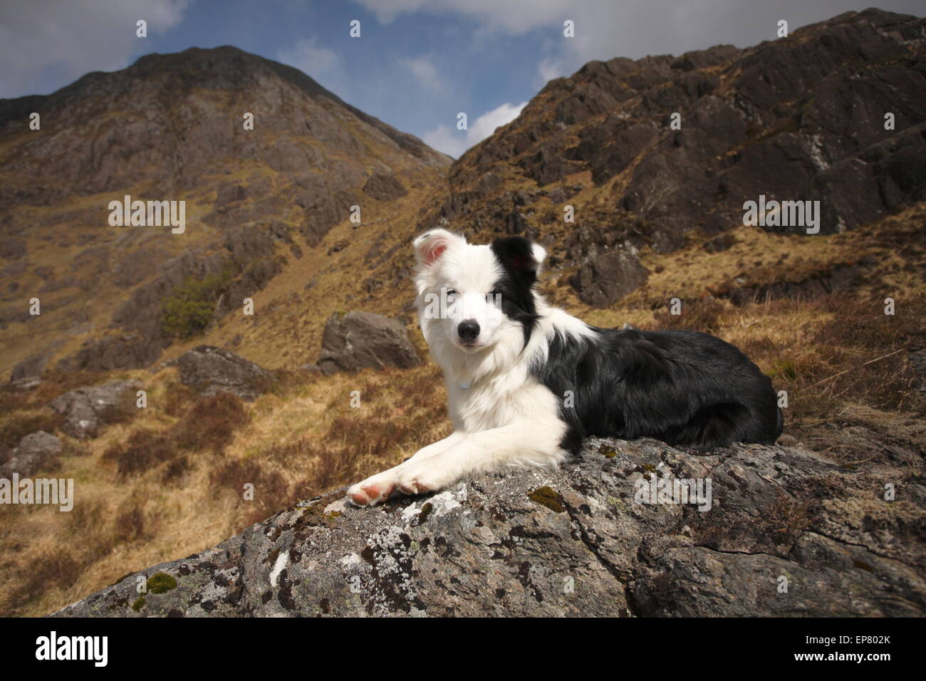 Scottish Border Collie in the Highlands of Scotland Stock Photo - Alamy