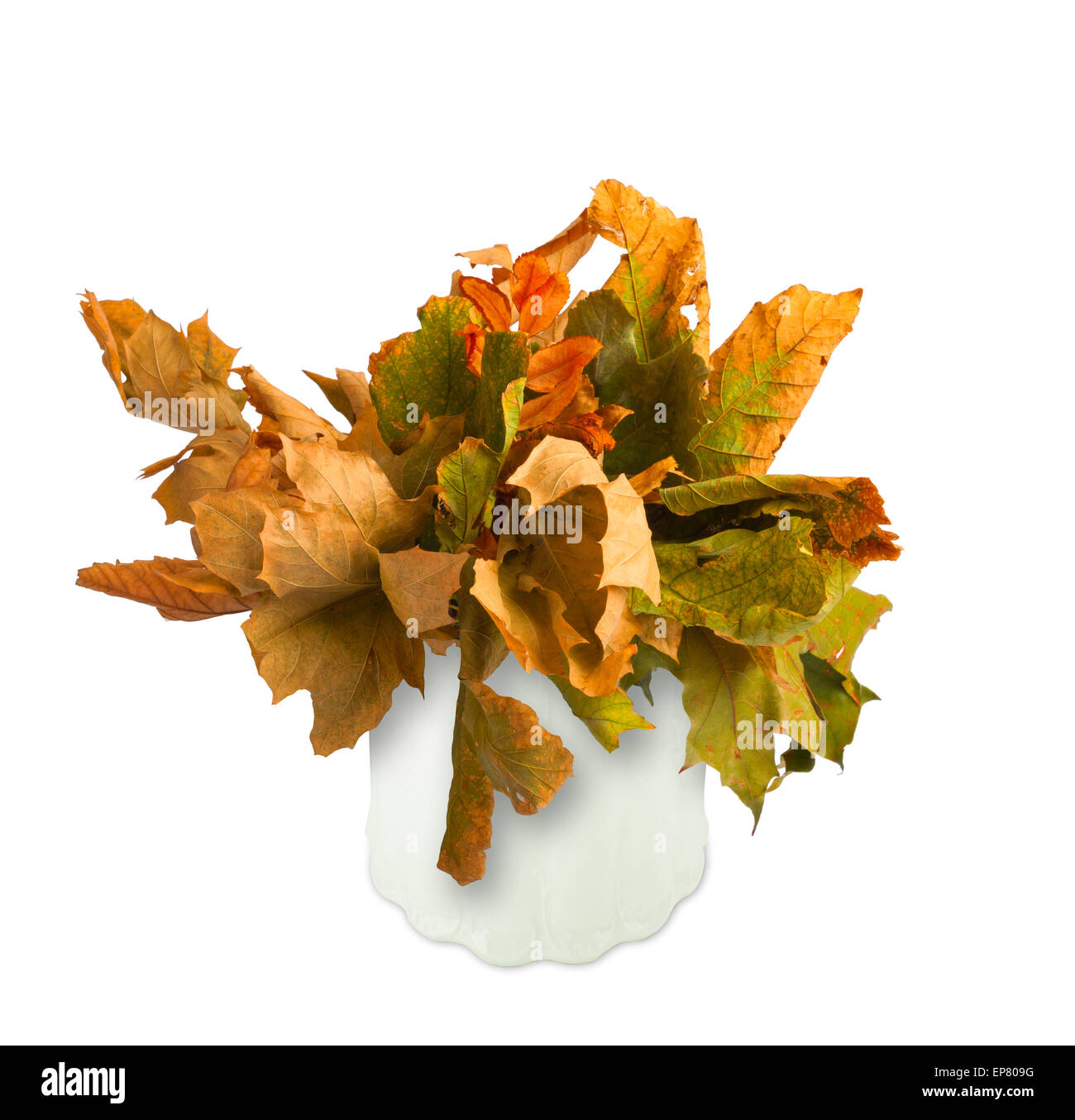 Dried leaves in forest Cut Out Stock Images & Pictures - Alamy