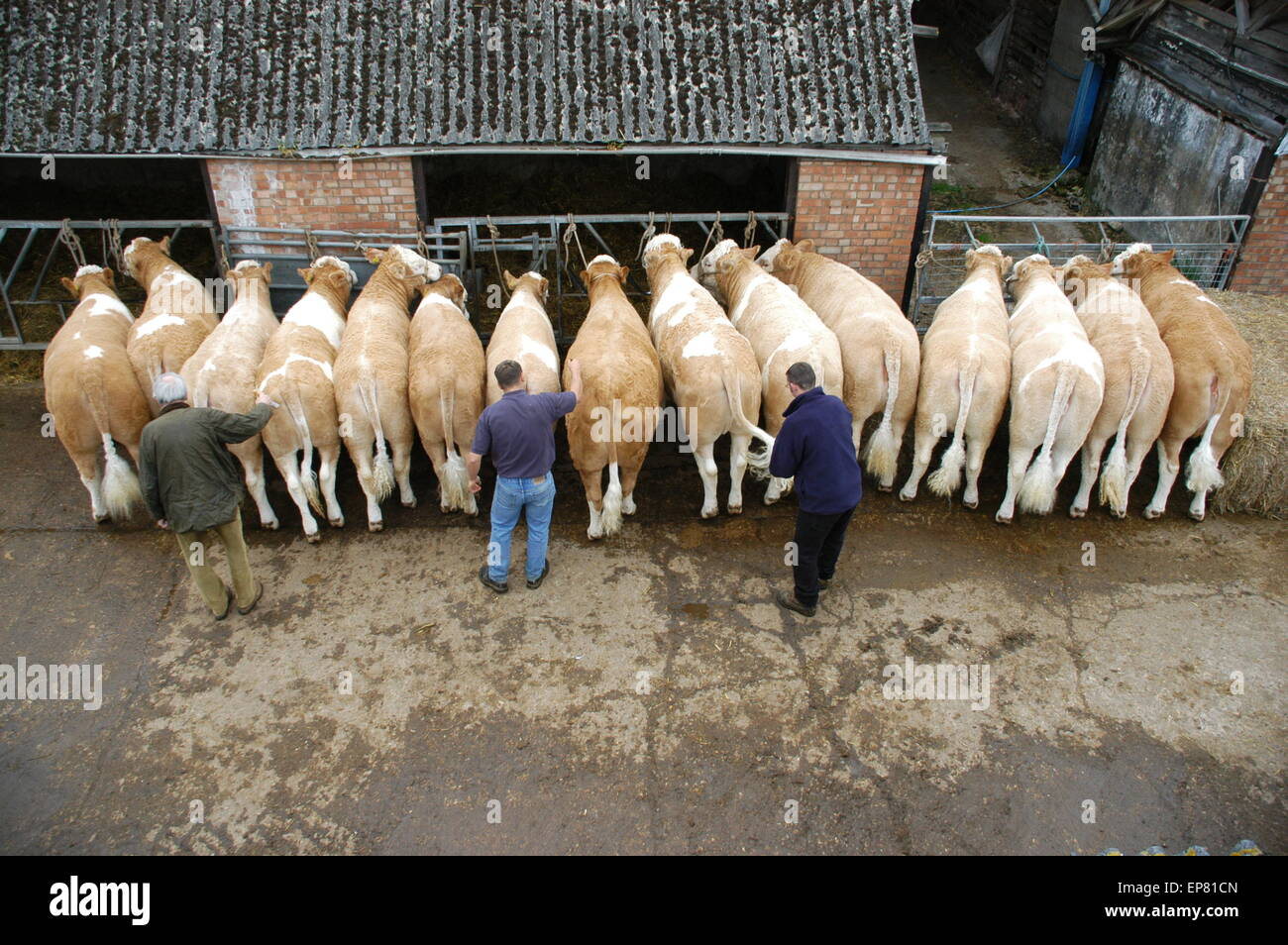 Simmental cattle hi-res stock photography and images - Alamy