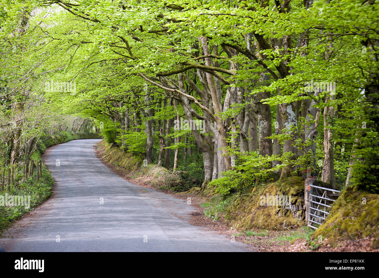 Lane with silver birches in spring wales Stock Photo - Alamy