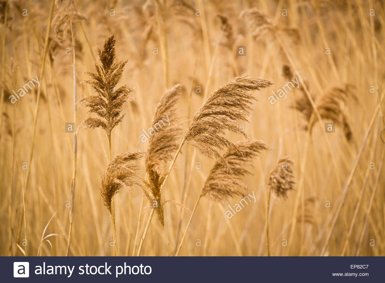 Phragmites Australis Australis High Resolution Stock Photography and ...
