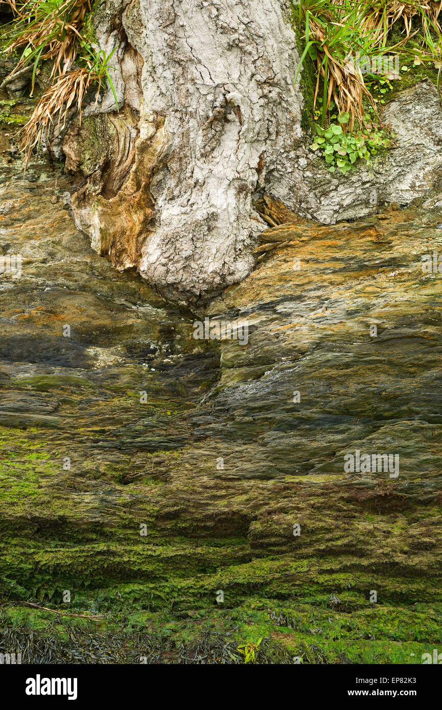 Tree Roots Growing Through Rock High Resolution Stock Photography and ...