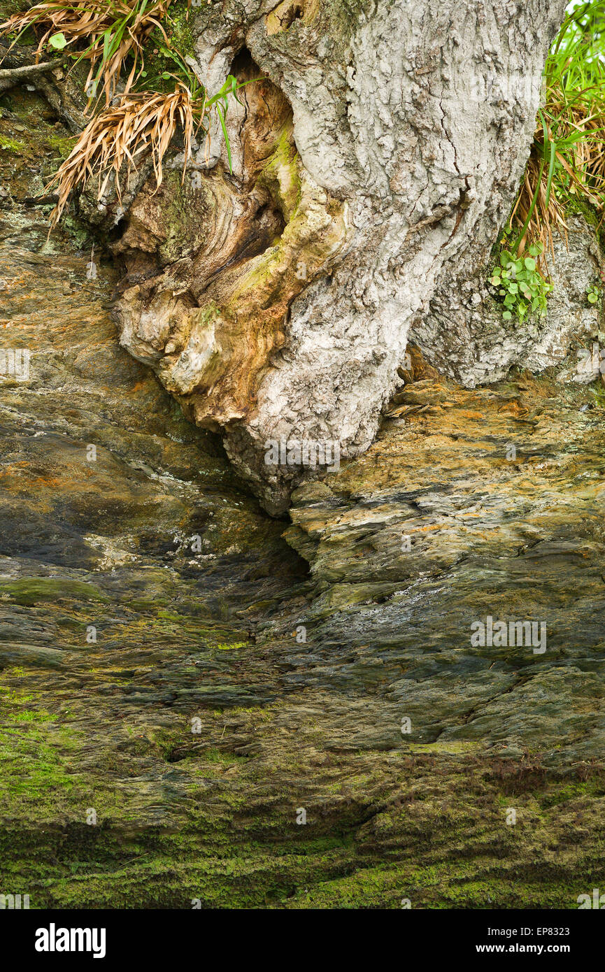 Tree roots growing through rock hi-res stock photography and images - Alamy
