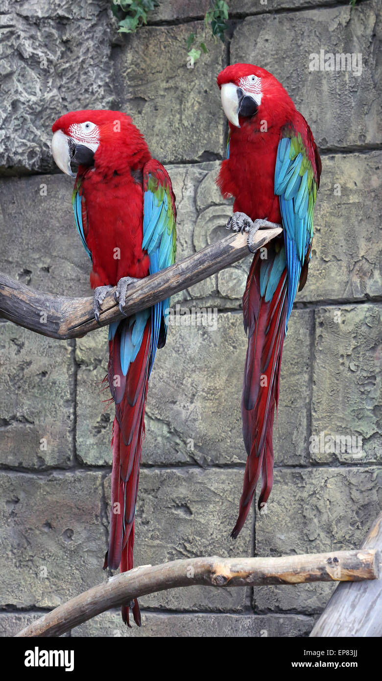 Two colorful parrots hi-res stock photography and images - Alamy