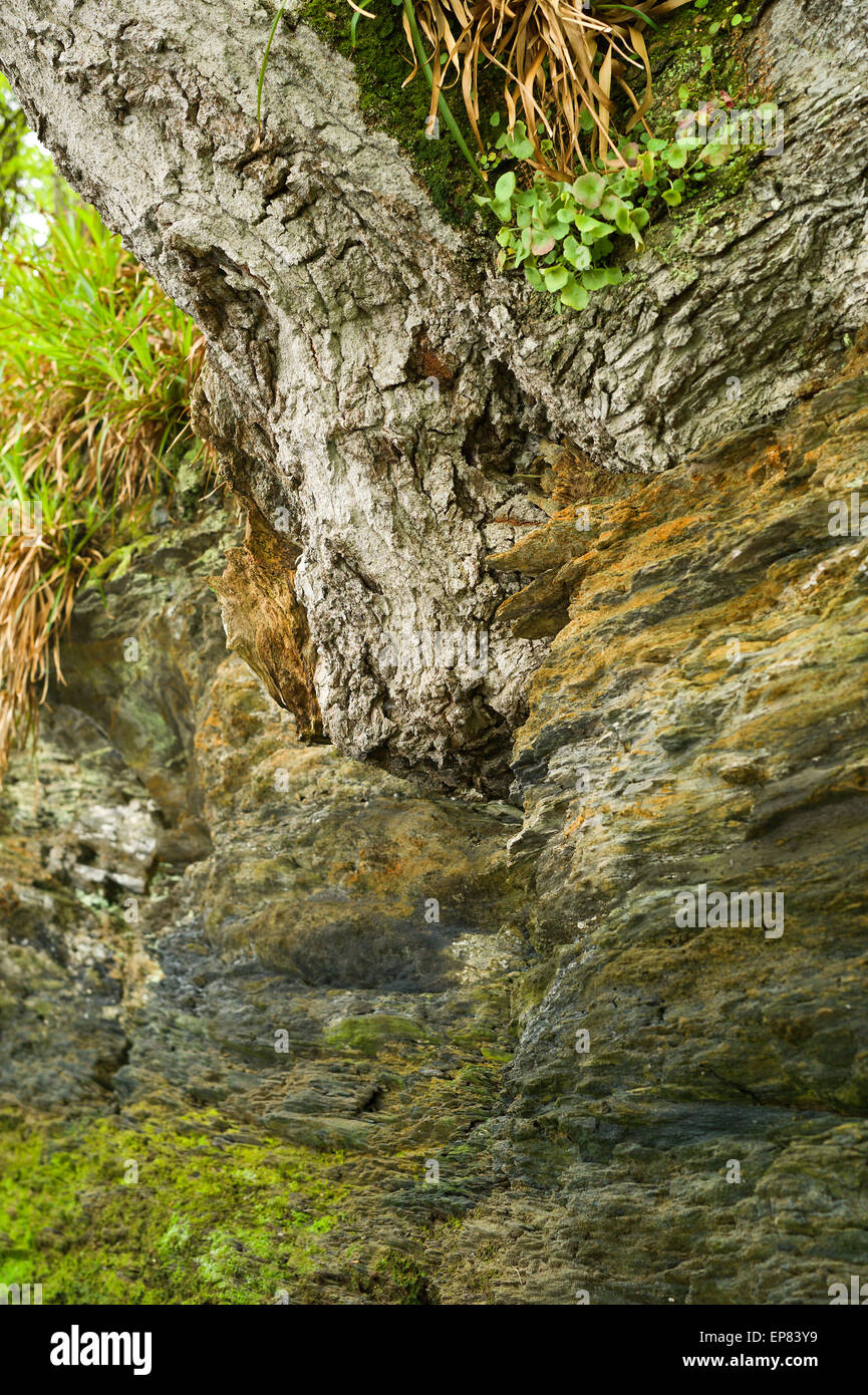 Tree roots growing through the rock cliff of the River Dart estuary at ...