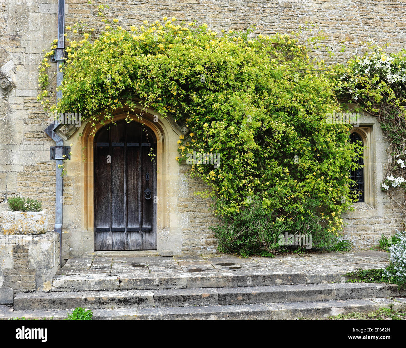 Wooden door into a medieval building with a climbing flowering plant on ...