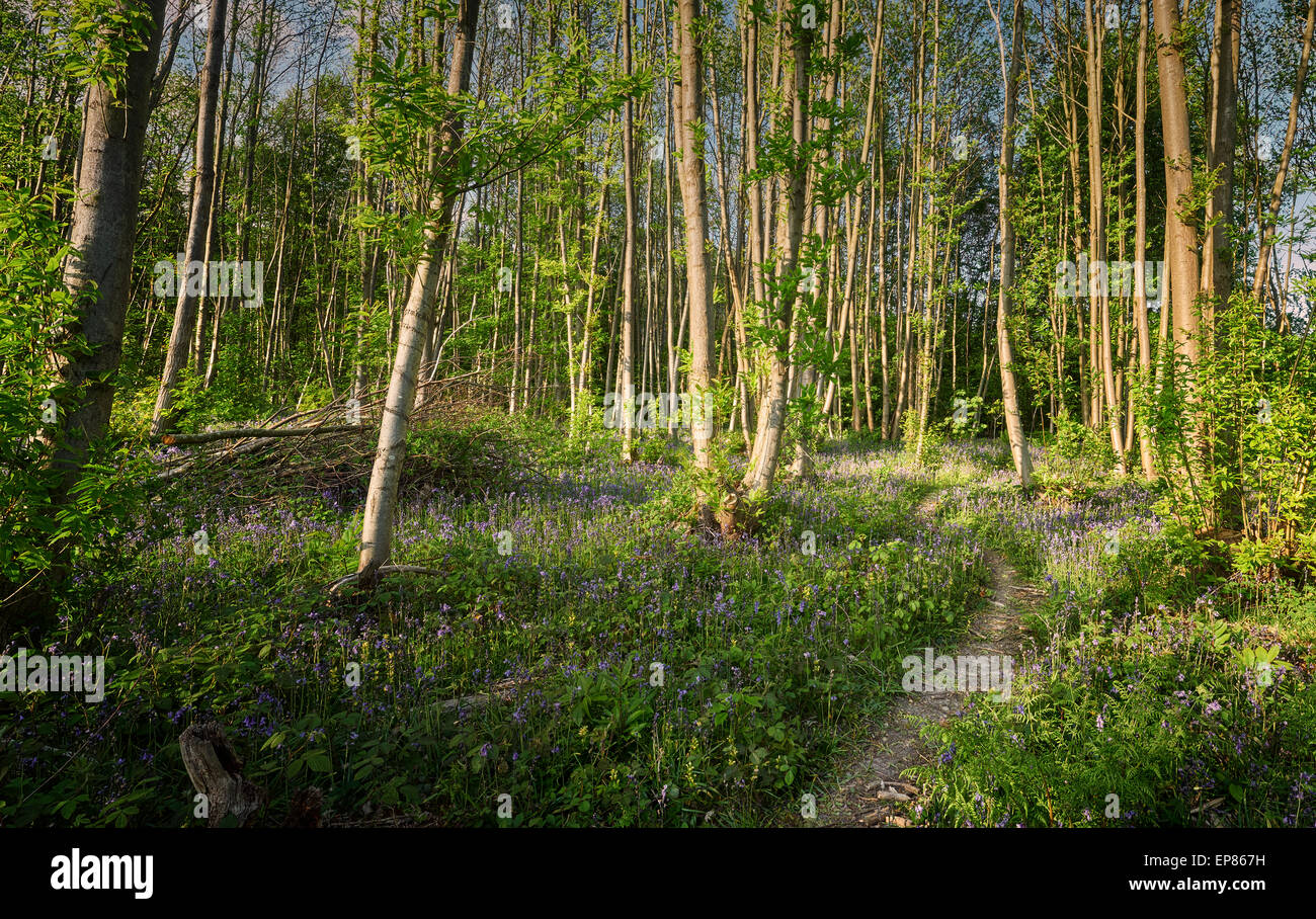 Spring evening walk hi-res stock photography and images - Alamy