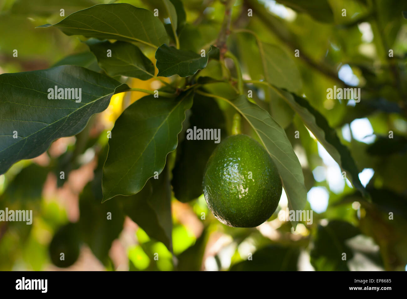 Growing vegetable tree hi-res stock photography and images - Alamy