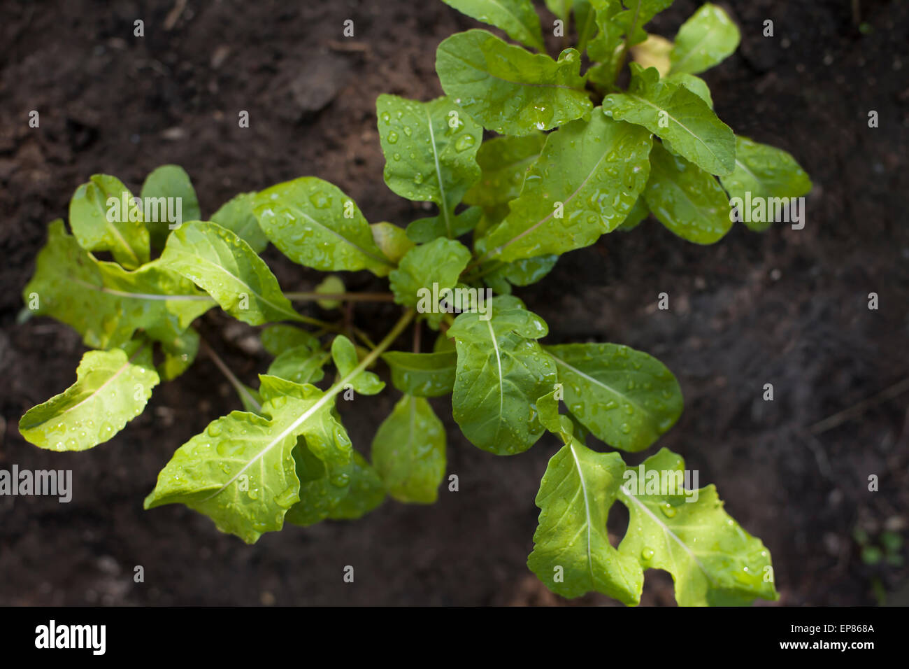 Arugula plant growing from soil in organic vegetable garden. Close up ...