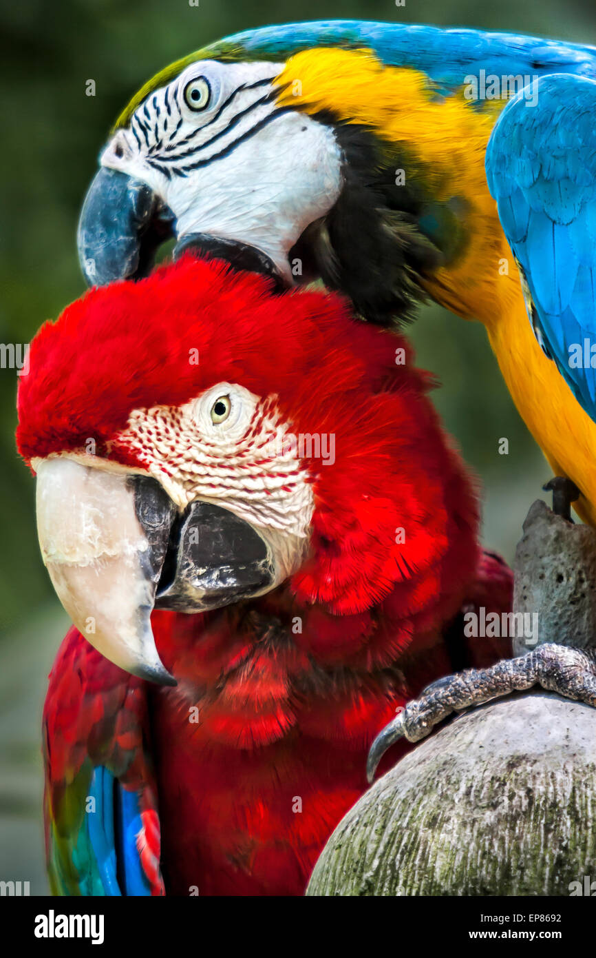 Two parrot hi-res stock photography and images - Alamy
