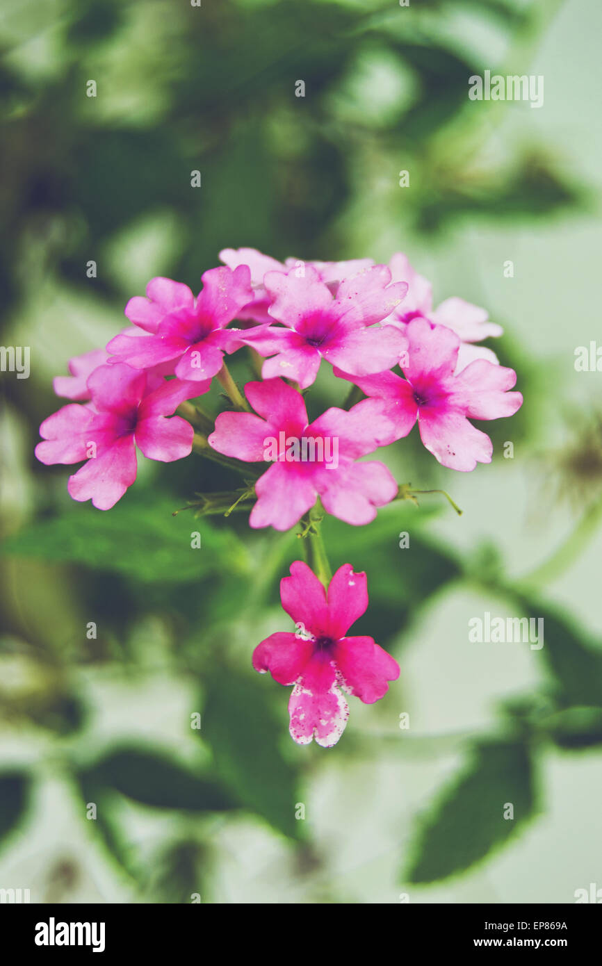 Little flowers. Close up Stock Photo - Alamy