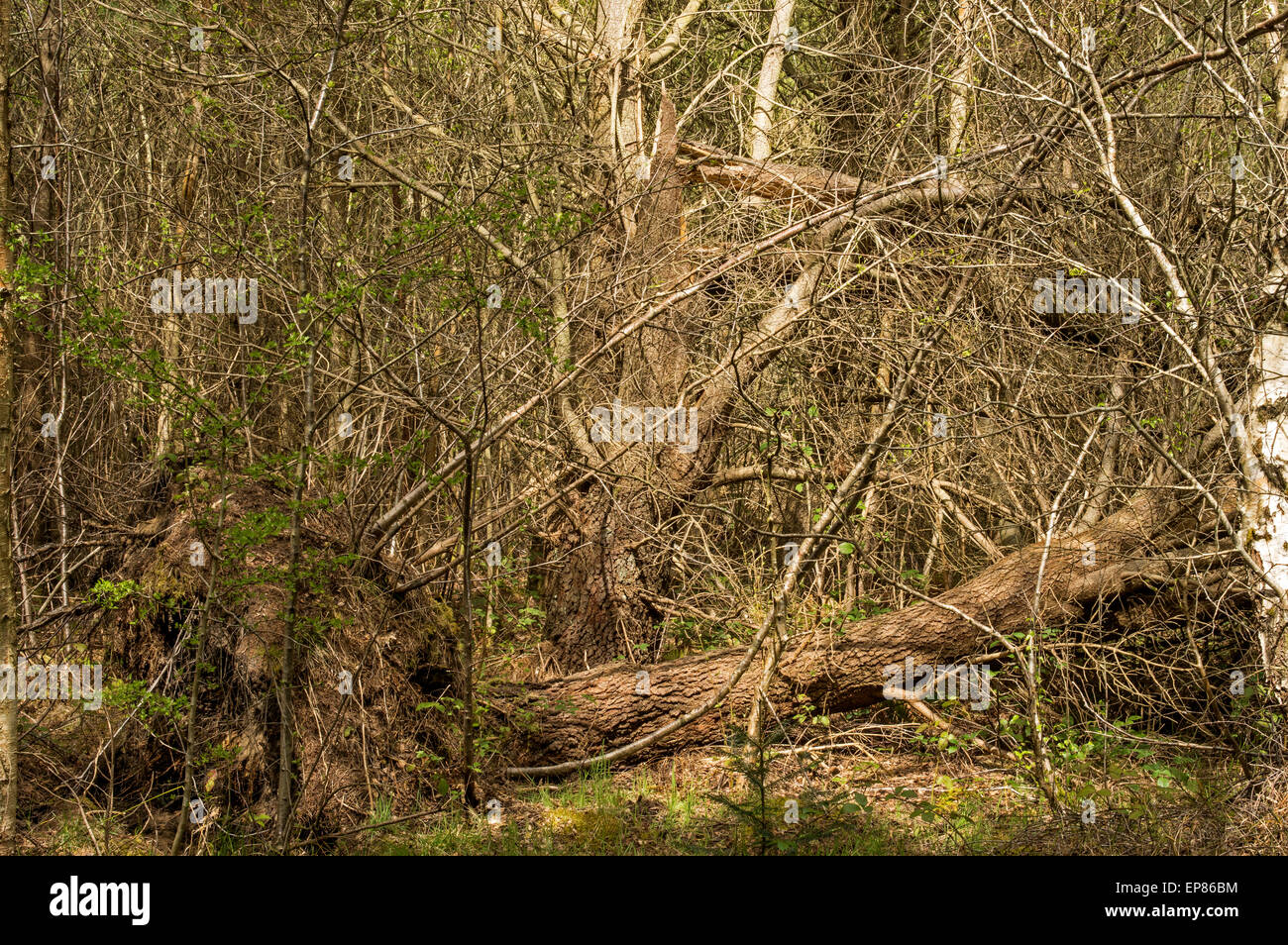 Tangle of trees hi-res stock photography and images - Alamy