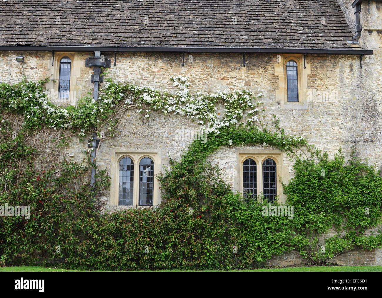 Medieval English Manor with mullion windows and climbing plants on the ...