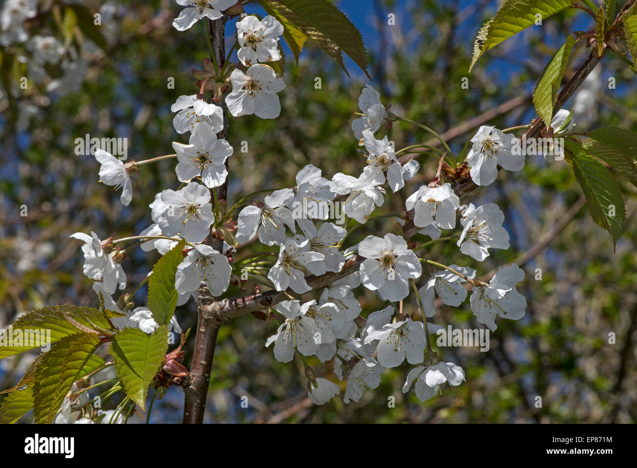 Wild Cherry. Common woodland and hedgerow tree with striking spring ...