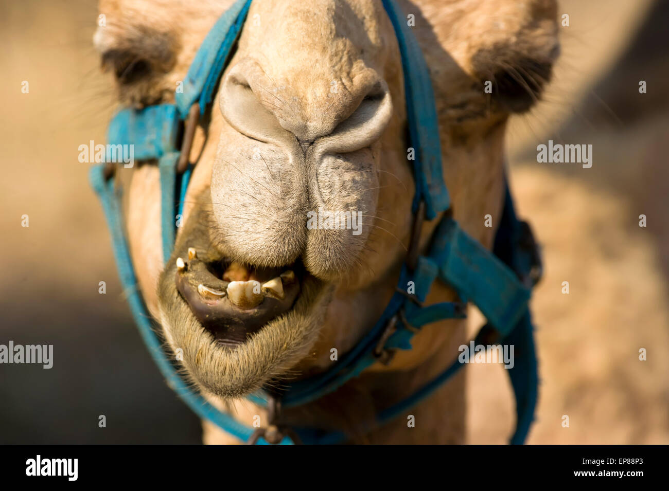 Camel isolated face closeup with teeth, nose and eyes Stock Photo - Alamy