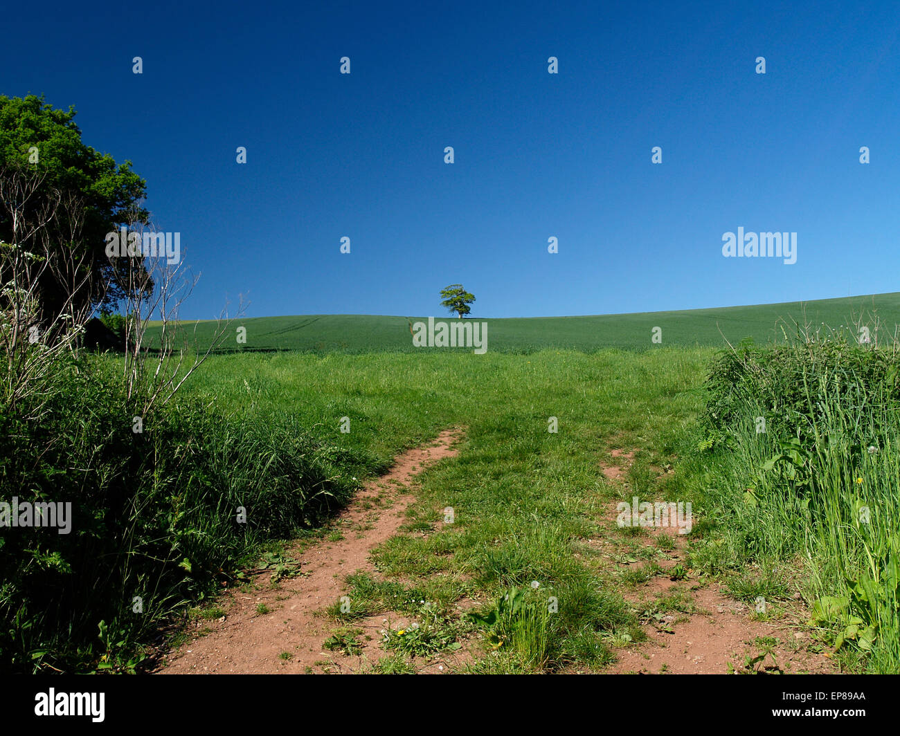 Lone Tree on the horizon between a deep blue sky & a green field of ...