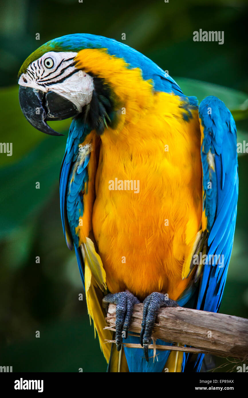 Parrot on branch Stock Photo - Alamy