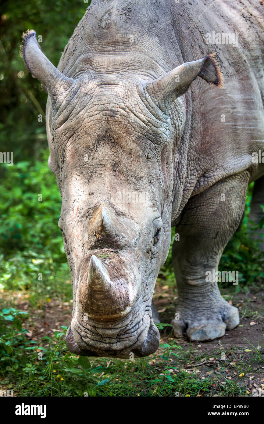 Two horned rhinoceros hi-res stock photography and images - Alamy