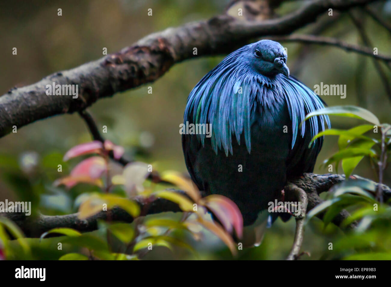 Fringed black hi-res stock photography and images - Alamy