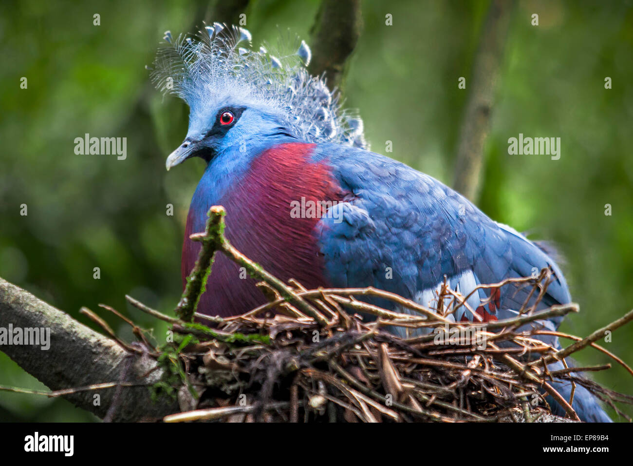 Bird brooding on nest Stock Photo - Alamy