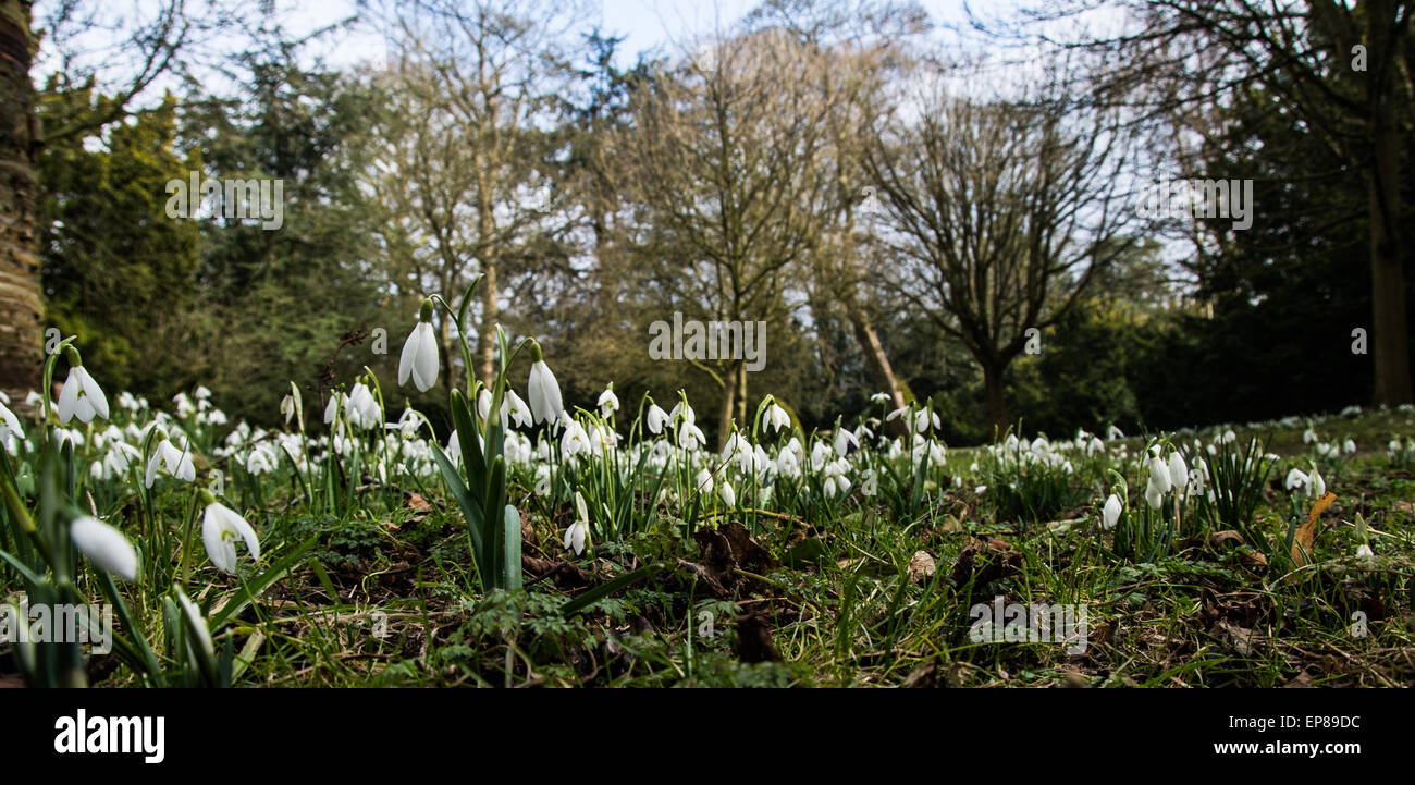 Snowdrops in a woodland area Stock Photo - Alamy