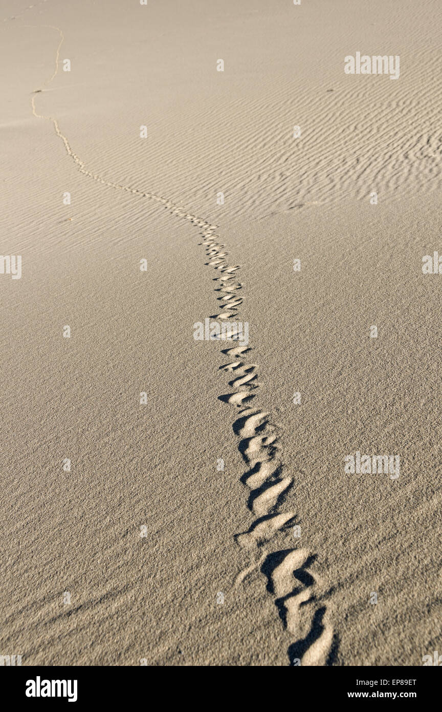 Desert snake hi-res stock photography and images - Alamy