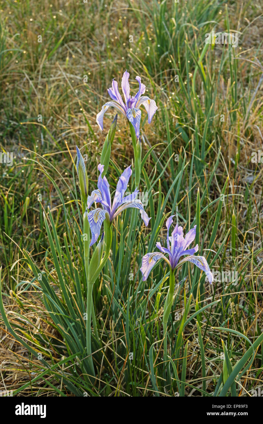 wild iris flowers growing in a field with back light Stock Photo - Alamy