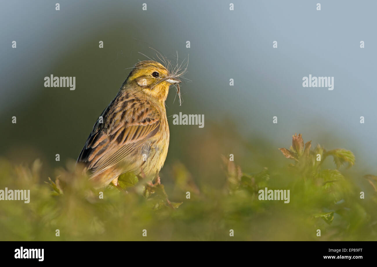 Yellowhammer nest uk hi-res stock photography and images - Alamy