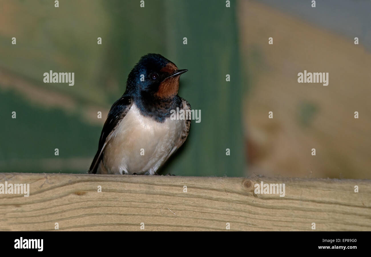 Swallow, Hirundo rustica. Spring. Uk Stock Photo - Alamy