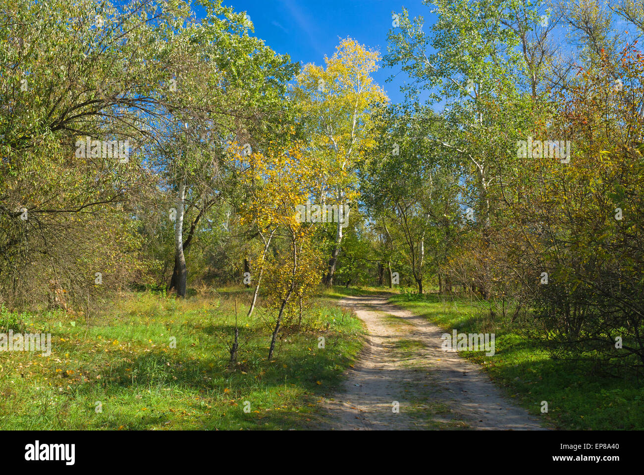 Green bright forest dirty road hi-res stock photography and images - Alamy