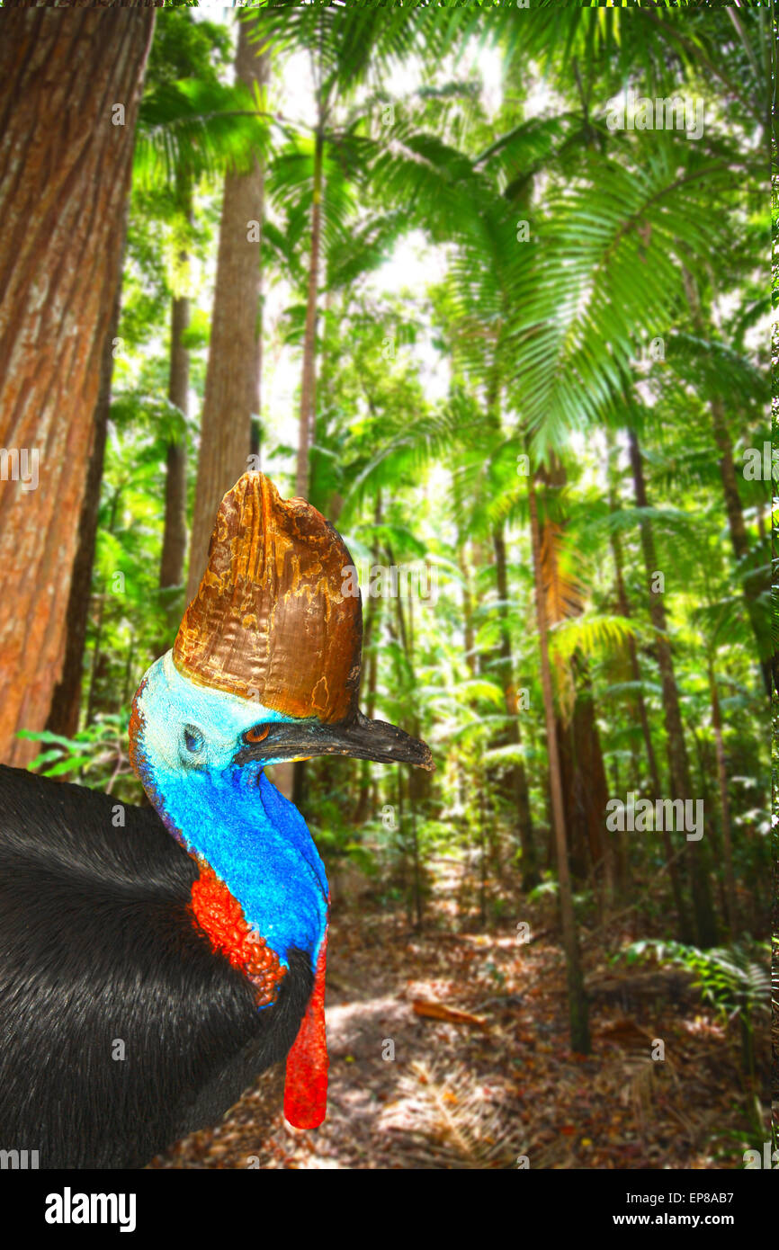 Cassowary casuarius bird zoo hi-res stock photography and images - Alamy