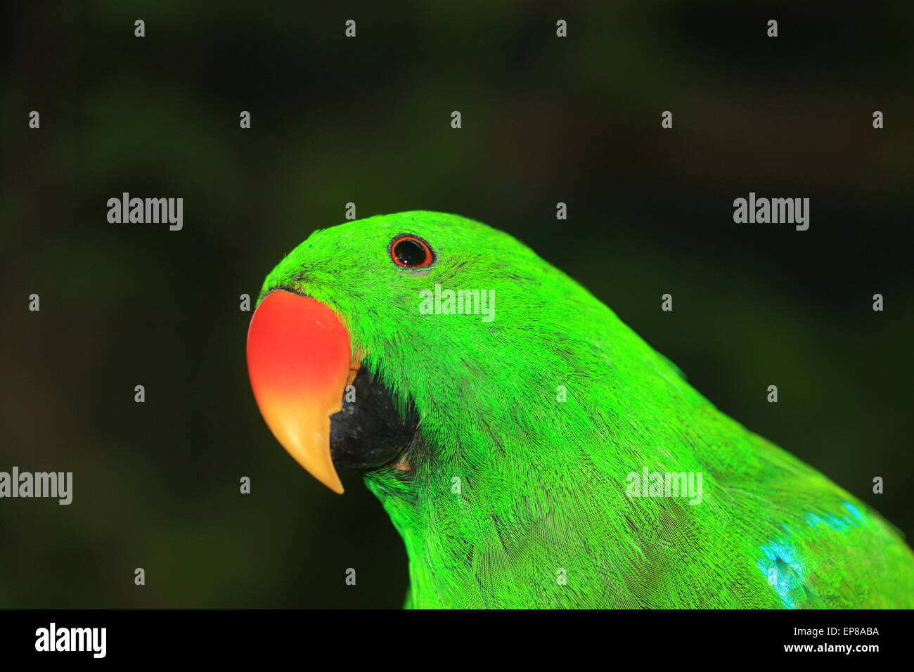 Parrot head hi-res stock photography and images - Alamy