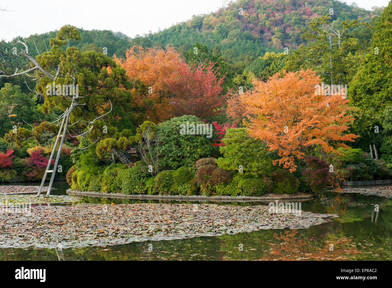 Ryoanji buddhist zen temple hi-res stock photography and images - Alamy