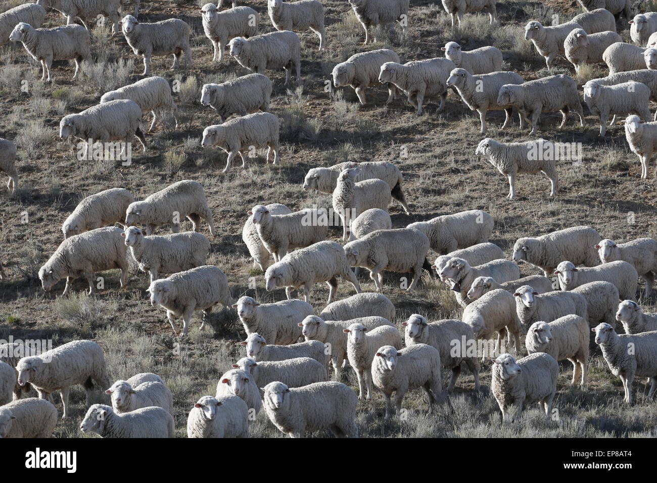 Sheep ranching hi-res stock photography and images - Alamy