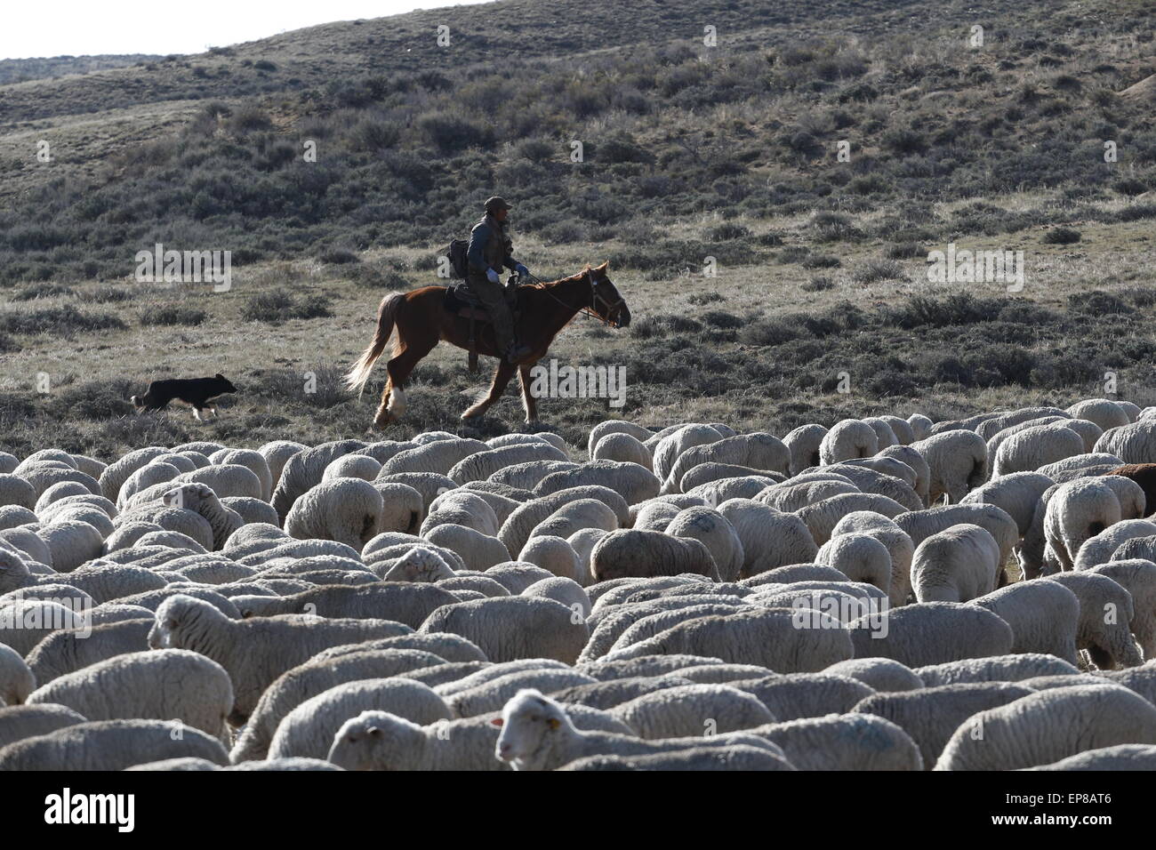 Wyoming ranch sheep hi-res stock photography and images - Alamy