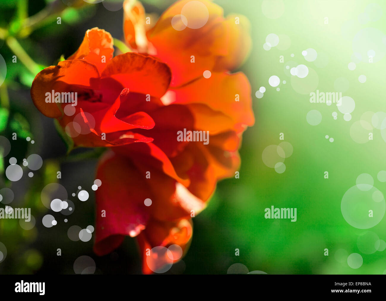 Beautiful red flower, unusual spring floral background. Spring bloom ...