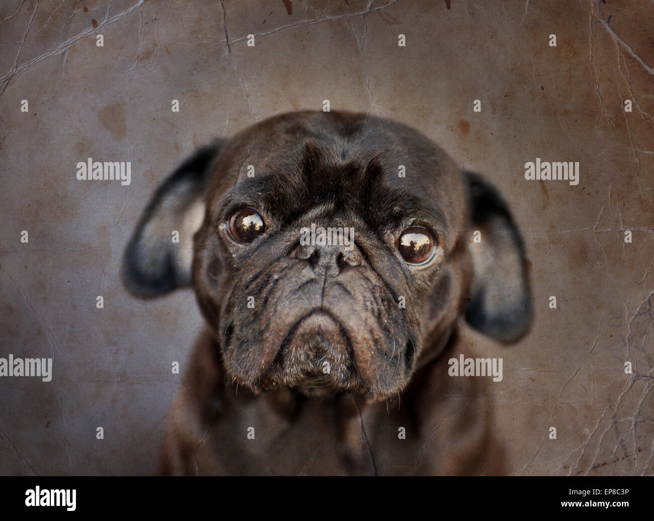Black cute male pug on black backgroundpug, Close-up of Pug Stock Photo ...