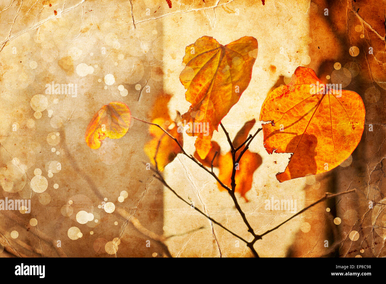 autumn magnolia leaf, very shallow focus, macro photography Stock Photo ...