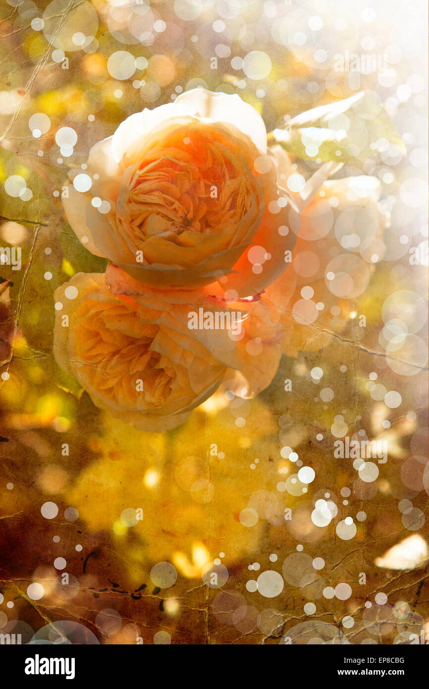 beautiful romantic background with yellow roses, petals and hand Stock ...