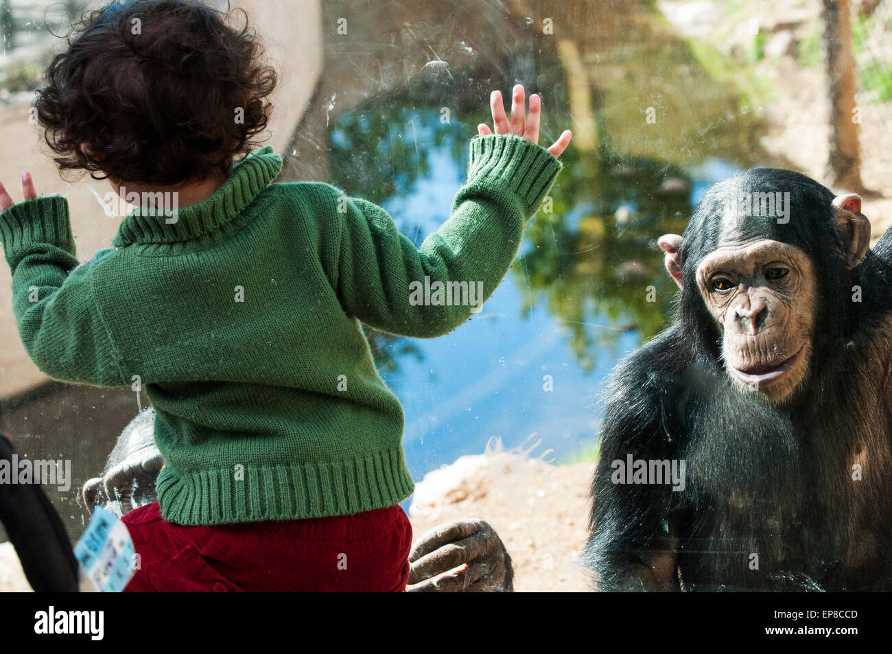 Human interaction with chimpanzee hi-res stock photography and images ...