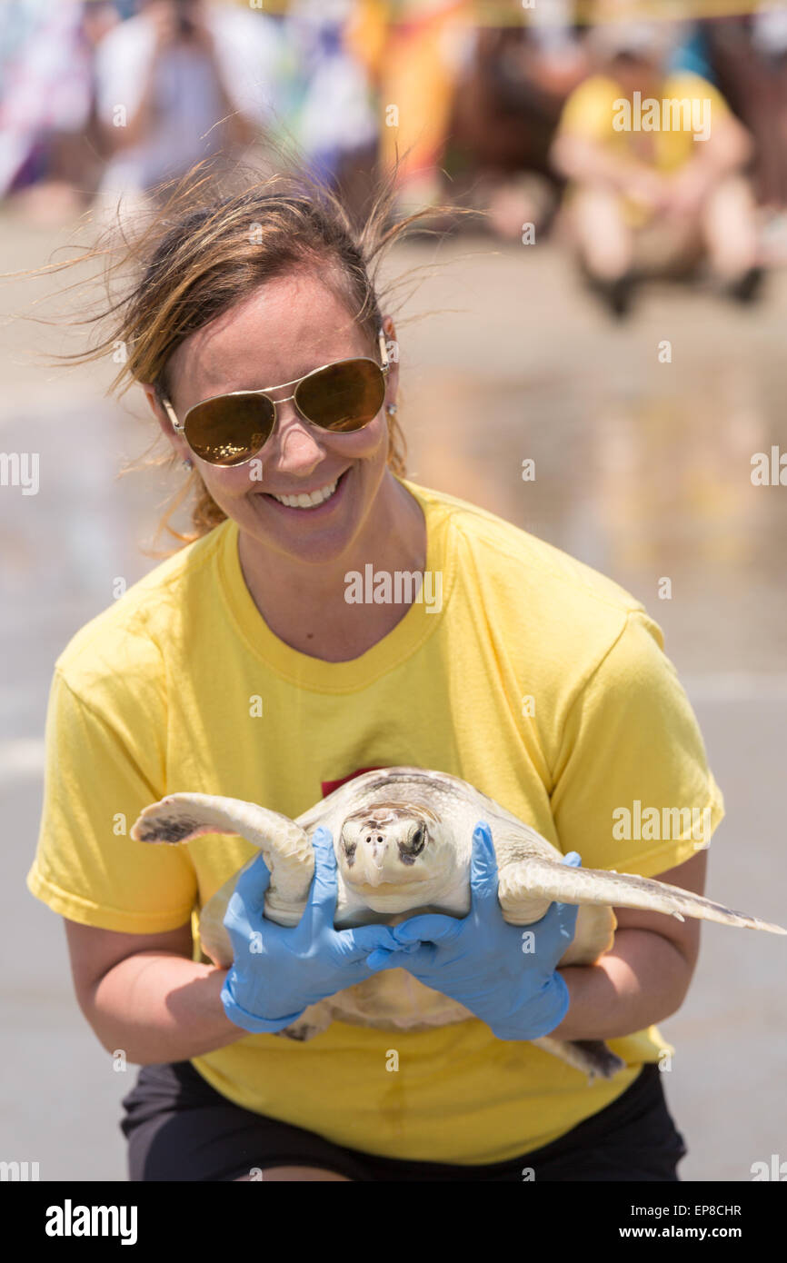 Atlantic Ridley Sea Turtle High Resolution Stock Photography and Images ...