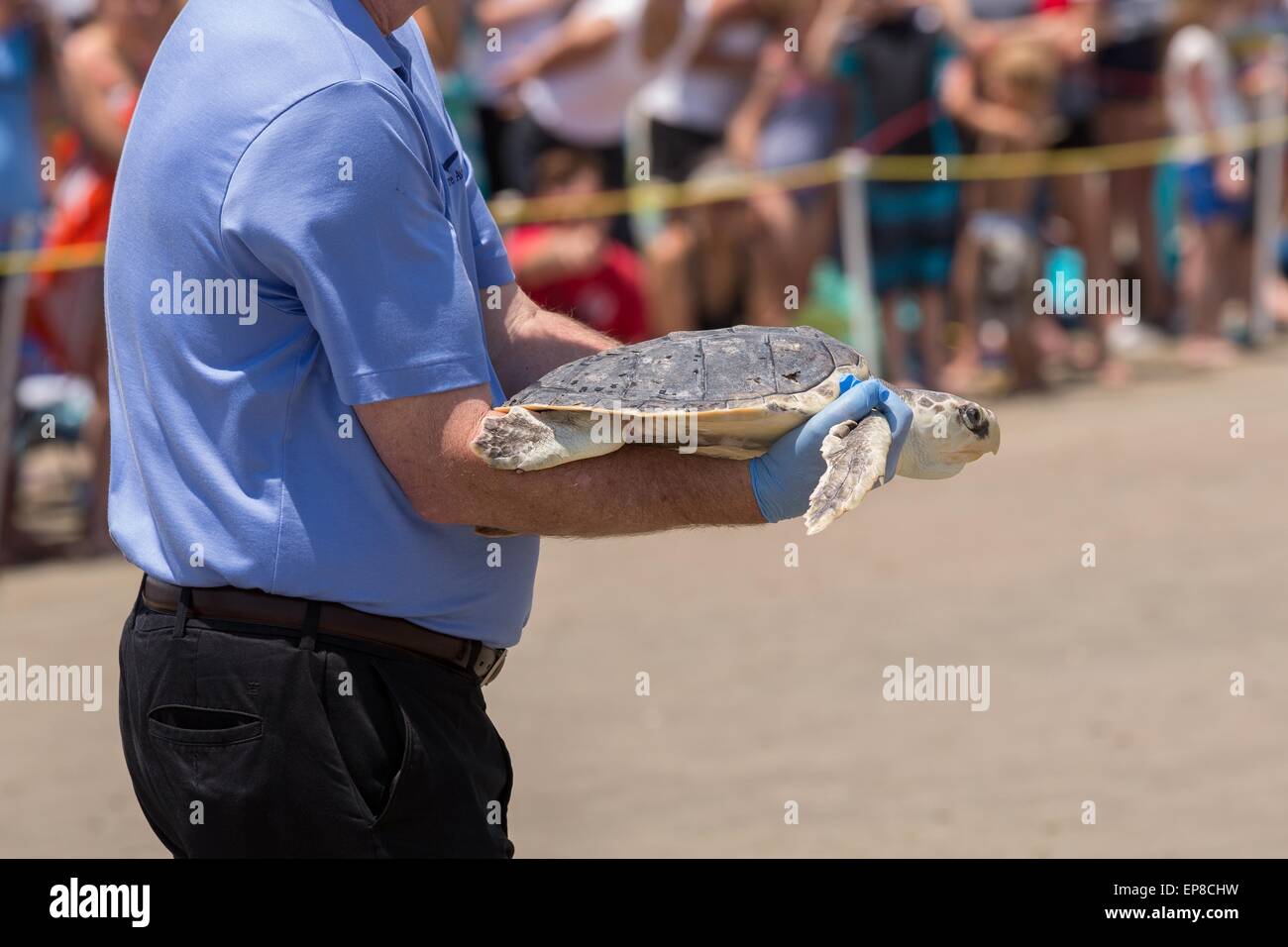 Atlantic ridley sea turtle hi-res stock photography and images - Alamy