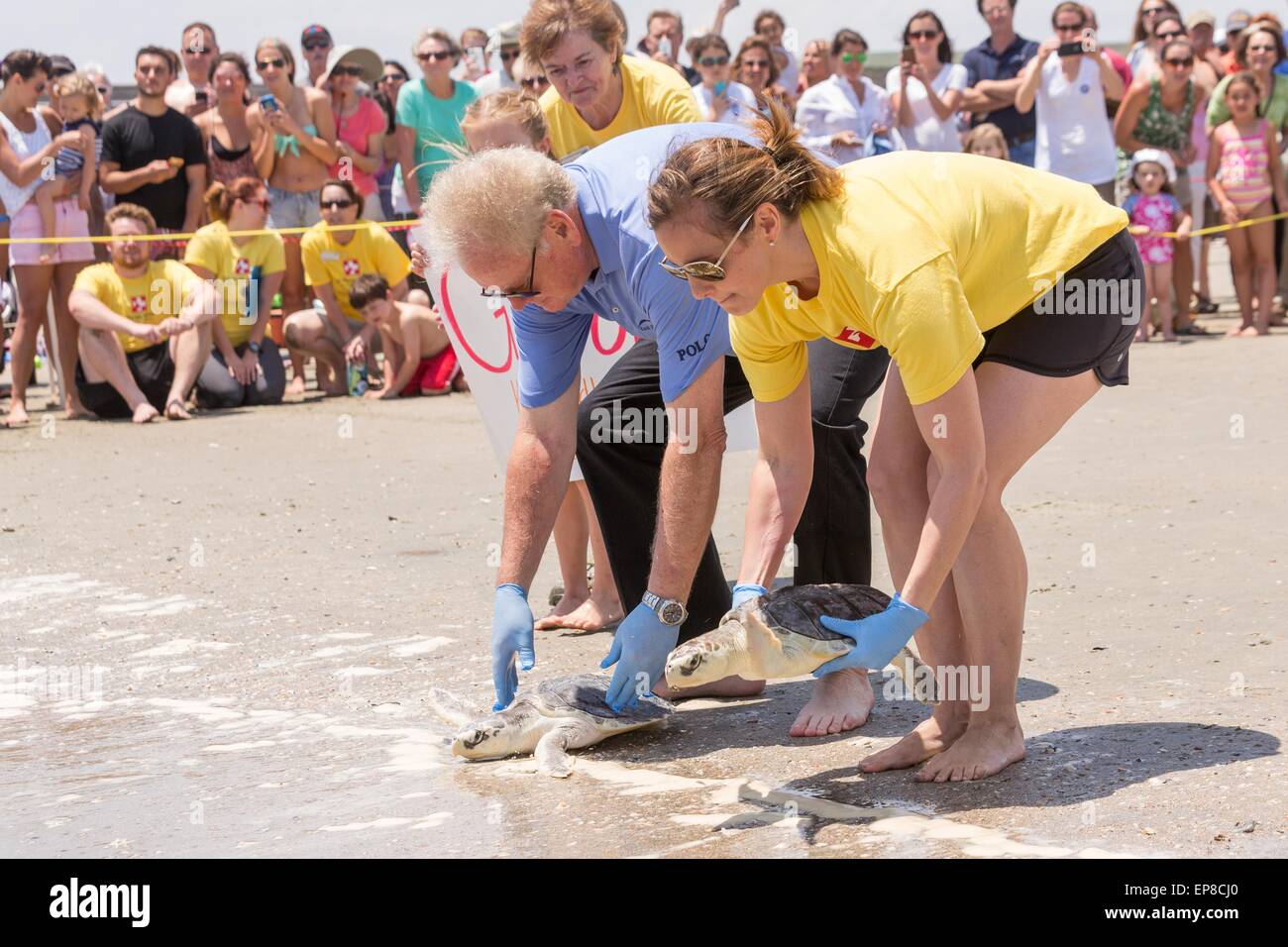 Atlantic ridley sea turtle hi-res stock photography and images - Alamy