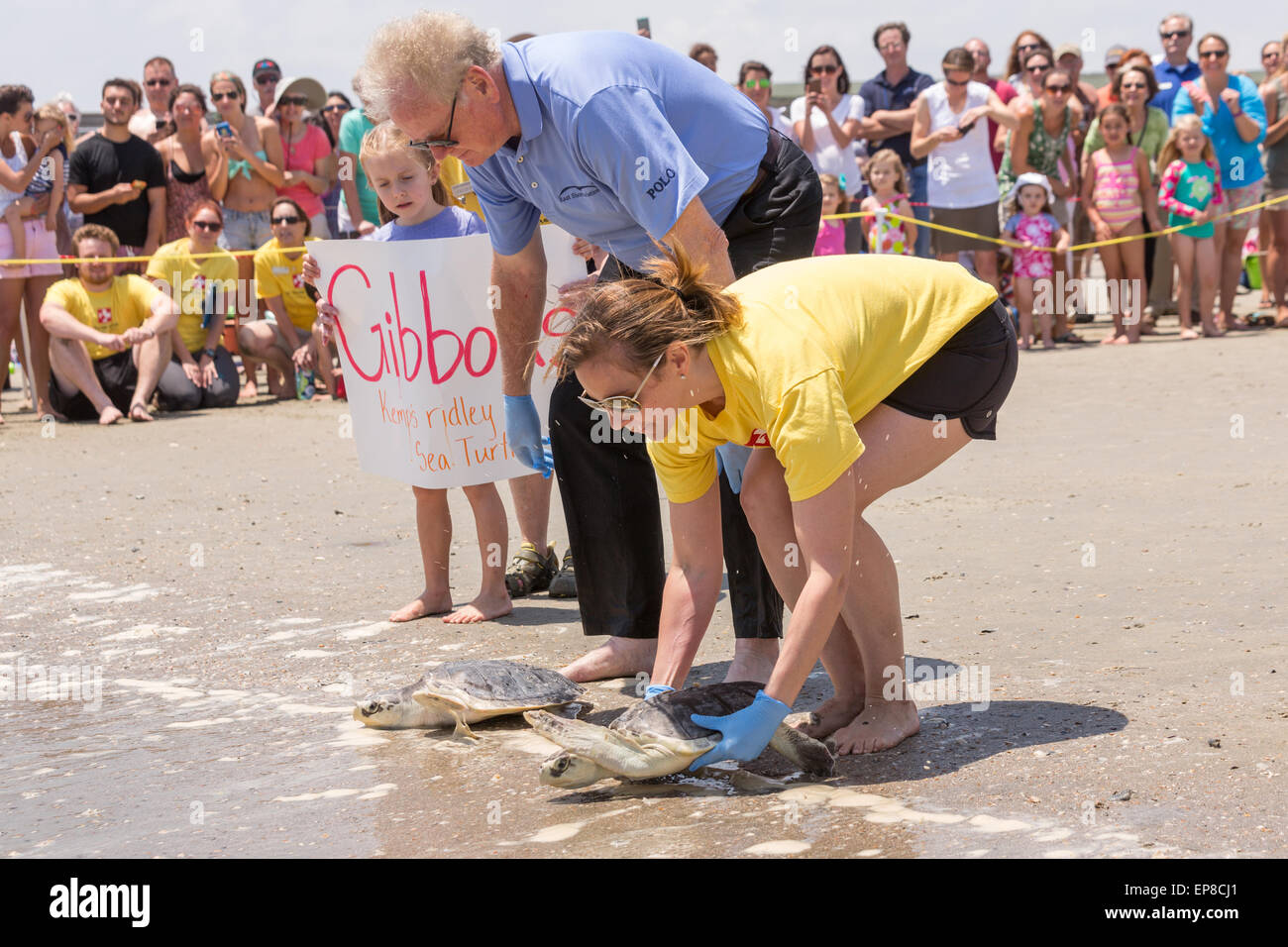 Atlantic ridley sea turtle hi-res stock photography and images - Alamy