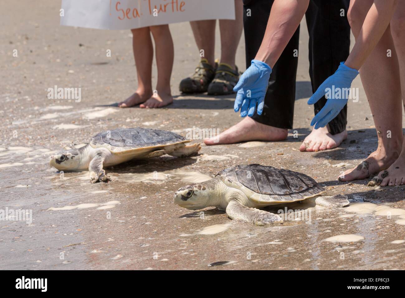Atlantic ridley sea turtle hi-res stock photography and images - Alamy