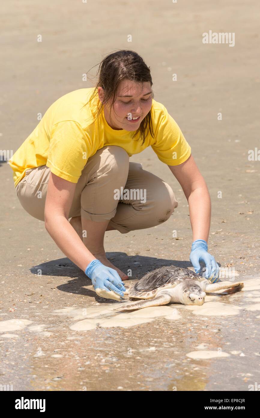 Kemps ridley sea turtle hi-res stock photography and images - Alamy