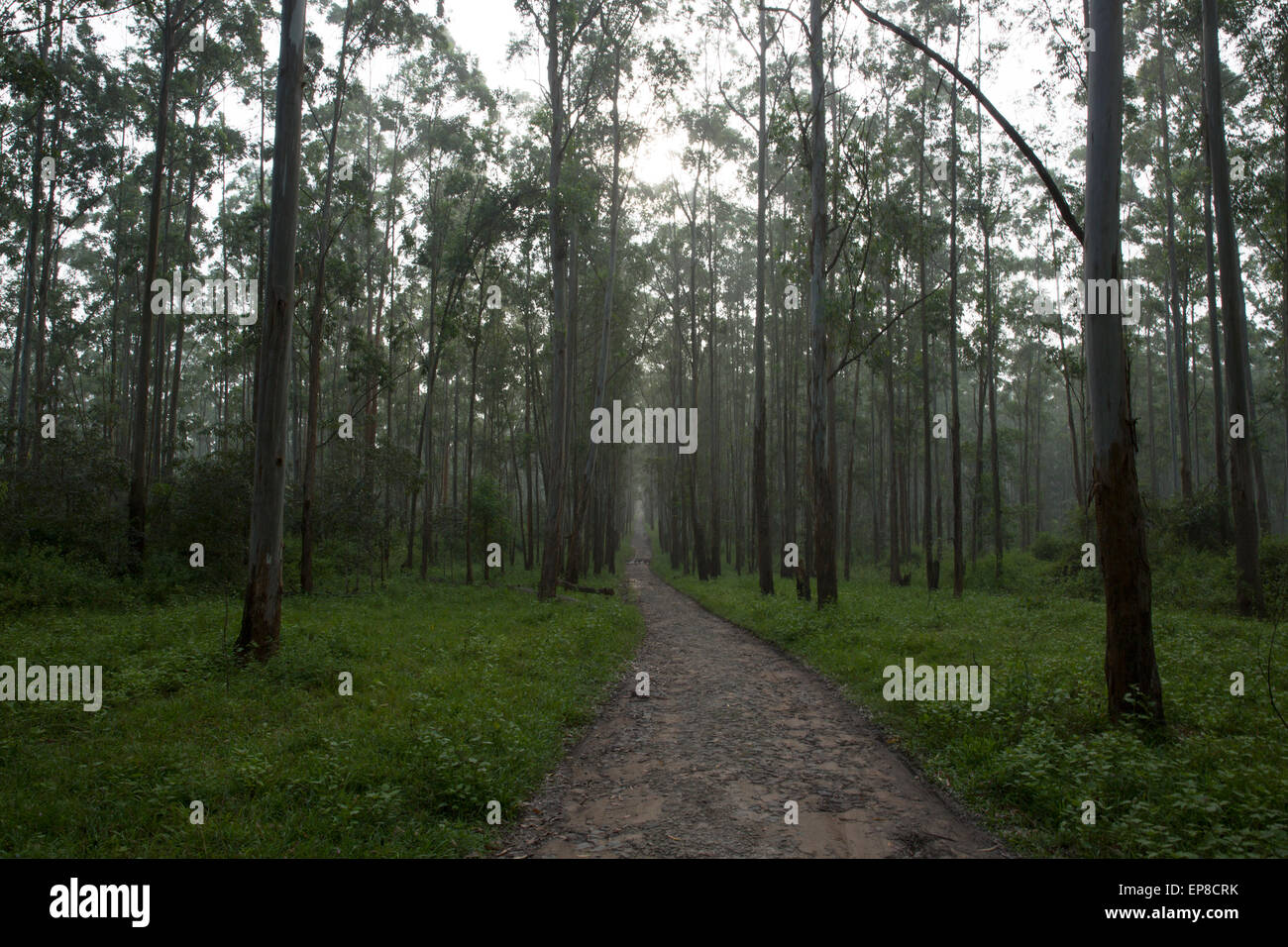 Asia horizontal coniferous forest hi-res stock photography and images ...