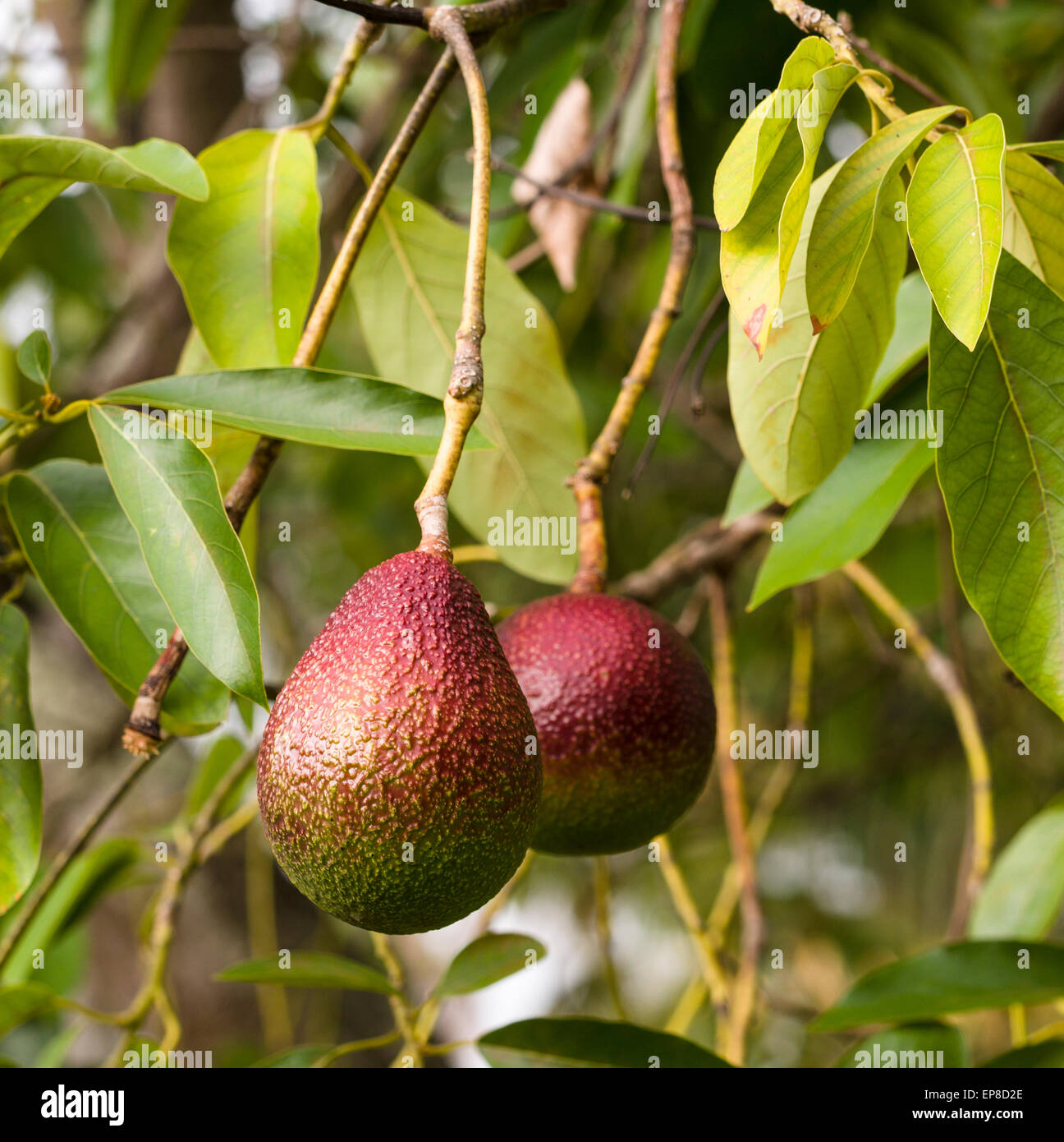 Avocado Tree Stock Photos & Avocado Tree Stock Images - Alamy