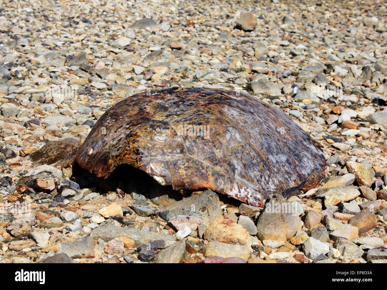 turtle shell found on beach on Thursday Island Torres Straits Australia ...